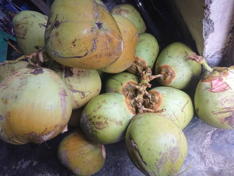 12 Manfaat Buah Kelapa Muda Untuk Kesehatan - Karya Ilmiah